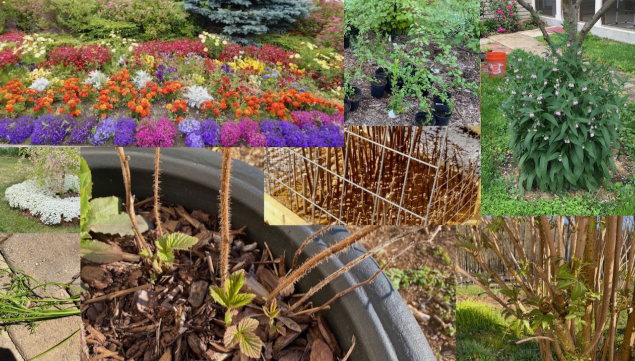 Edible Perennial Plants - Great Escape Farms